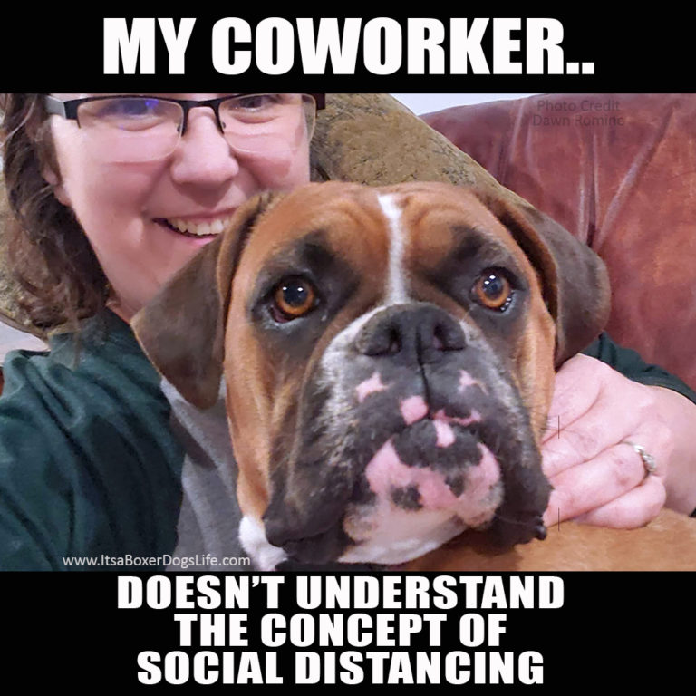 Funny Boxer Dog Memes: Working from Home Jobs Edition - ItsaBoxerDogsLife
